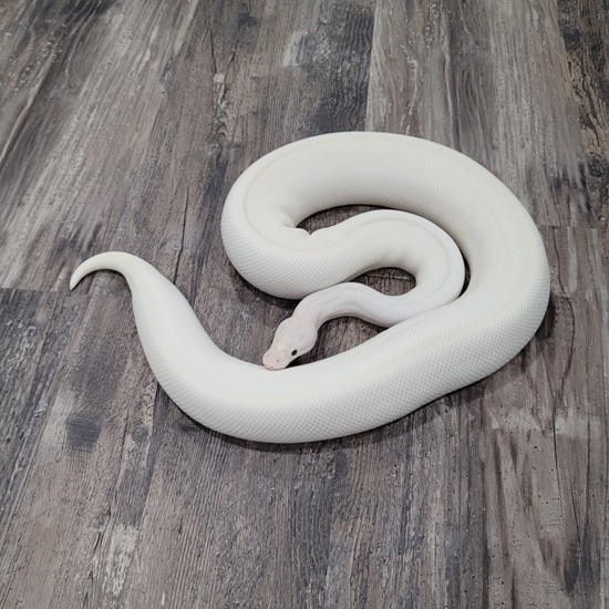 PB Orange Dream Ivory Ball Python by Canadian Regius