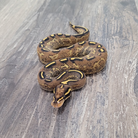 Freeway Poss Het Hypo Ball Python by Canadian Regius