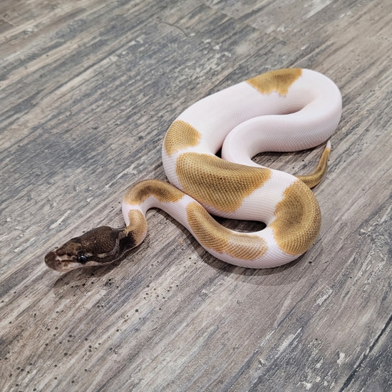 Enchi Mojave Pied Ball Python by Canadian Regius