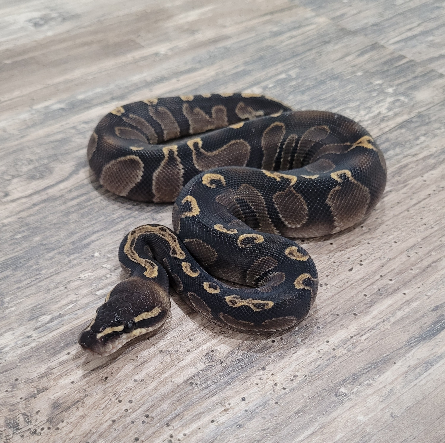 GHI Chocolate Poss Het Hypo Ball Python by Canadian Regius - MorphMarket