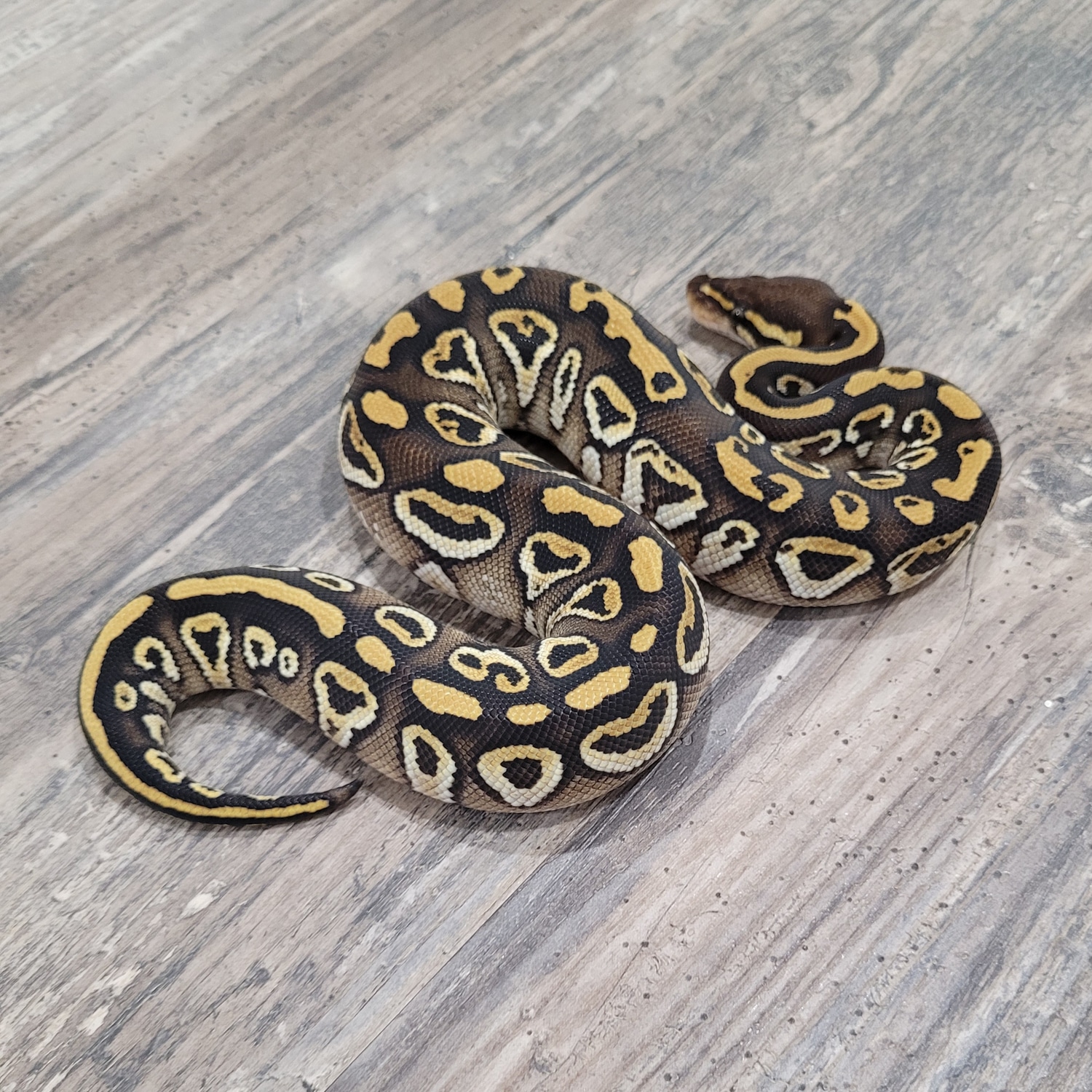 Hurricane Mojave Het Clown Ball Python by Canadian Regius - MorphMarket