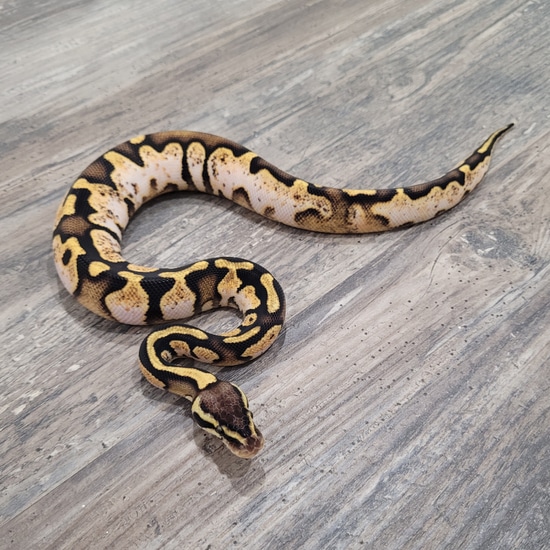 Pastel Sugar Het Monarch Ball Python by Canadian Regius