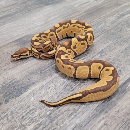 Monarch Ball Python by Canadian Regius