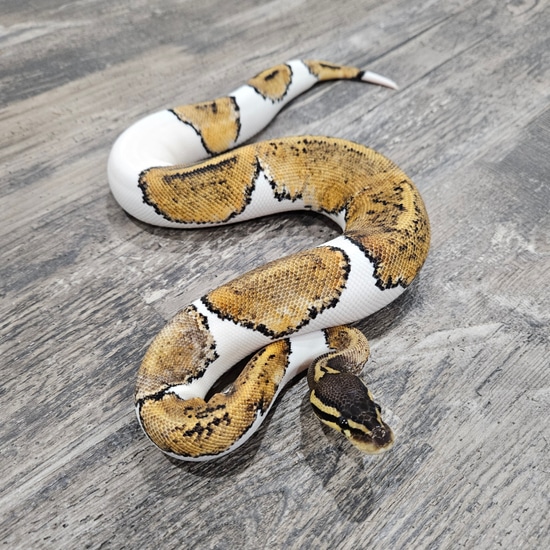 Blackhead Pastel Pied Het Hypo Ball Python by Canadian Regius