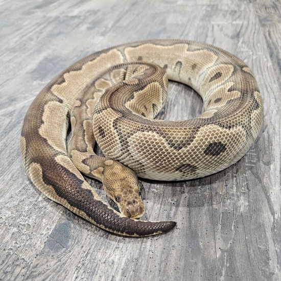 PB Clown Ball Python by Canadian Regius