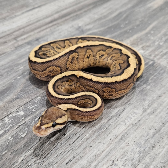 Redstripe Black Pastel Fire DH DG Hypo Ball Python by Koil Snakes