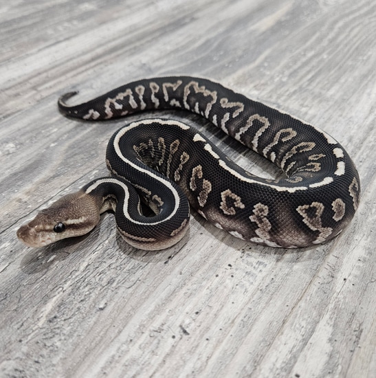 Hurricane GHI Spotnose Chocolate Cinnamon Yellowbelly Het Hypo Ball ...