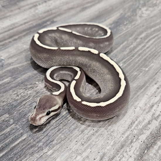 GHI Black Pastel Fire Mojave DH DG Hypo Ball Python by Koil Snakes