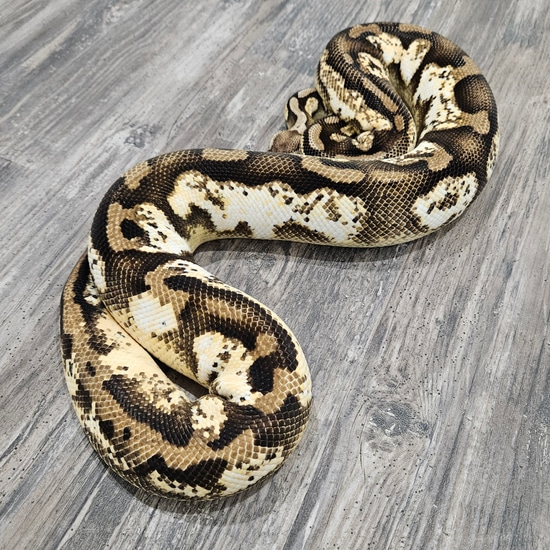 PB Pastel Sugar Ball Python by Canadian Regius