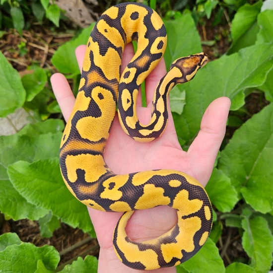 Redstripe Orange Dream Fire Yellowbelly Het Desert Ghost Poss Het Hypo ...