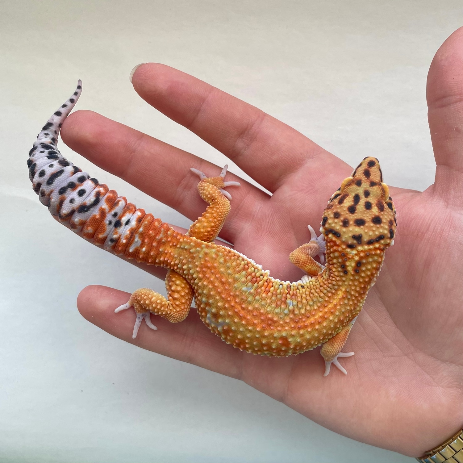 Clown Leopard Gecko by Canakin Reptiles - MorphMarket