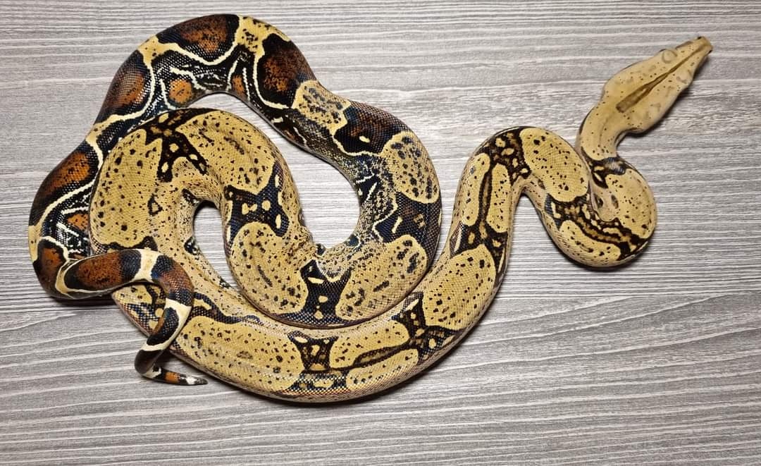 Peruvian Iquitos Boa True Red-tailed Boa Constrictor by C&T Exotics ...