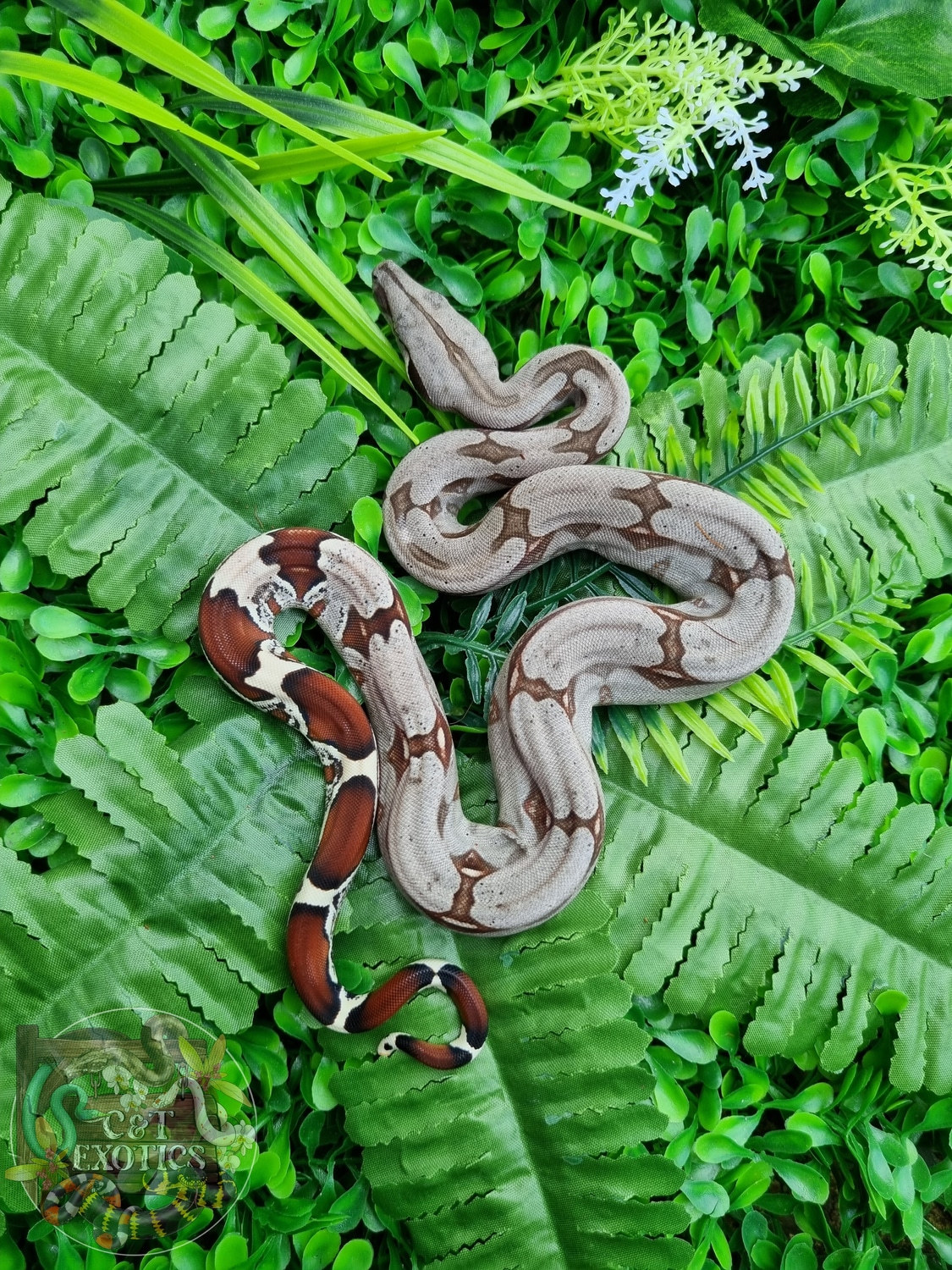 CB2022 Suriname True Red-tailed Boa Constrictor by C&T Exotics ...