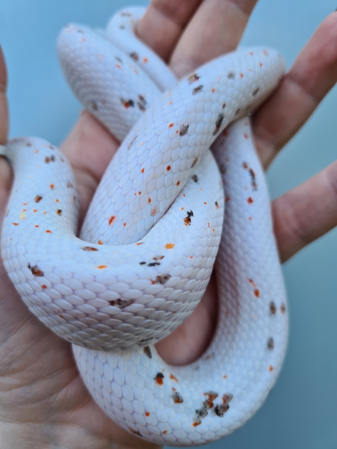 Palmetto Corn Snake by C&T Exotics - MorphMarket