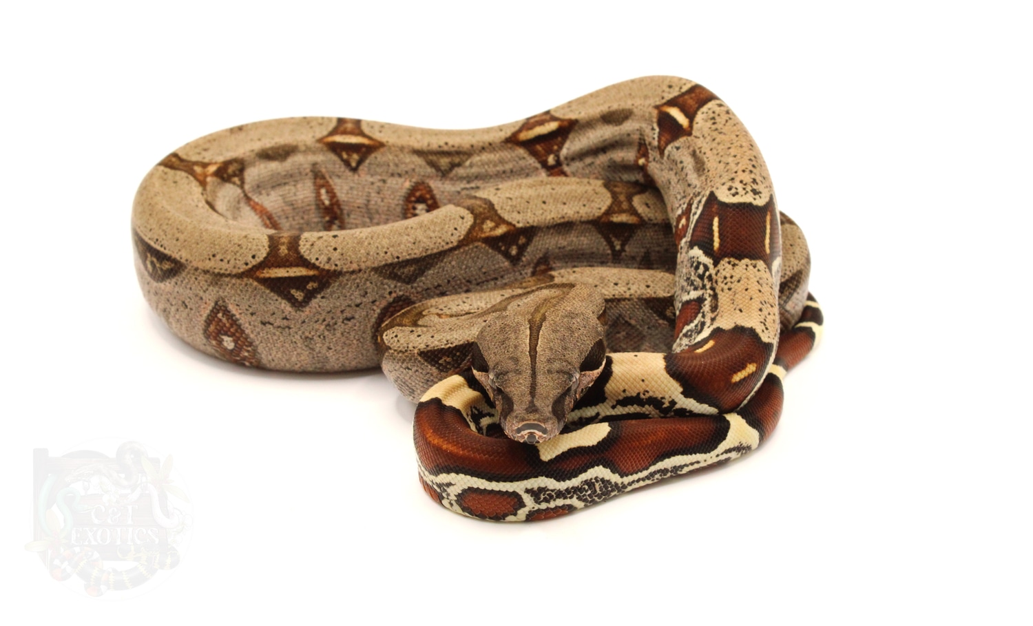 CB2022 Suriname True Red-tailed Boa Constrictor by C&T Exotics ...
