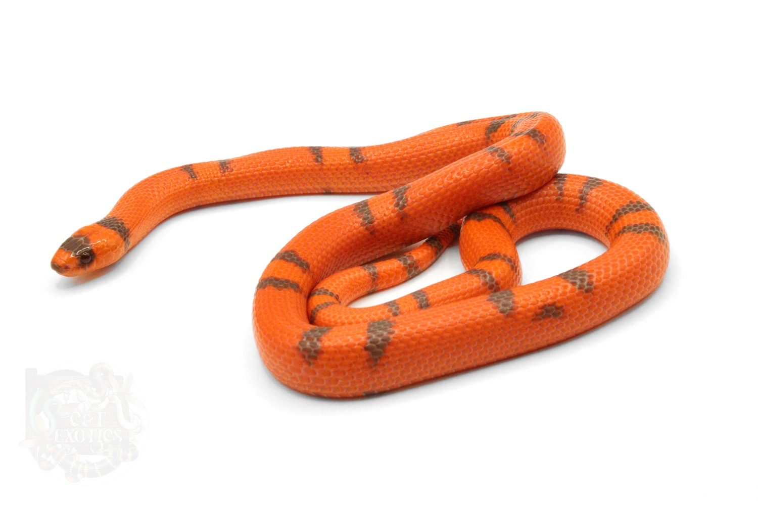 Bi-Color Super Hypo Honduran Milk Snake by C&T Exotics - MorphMarket