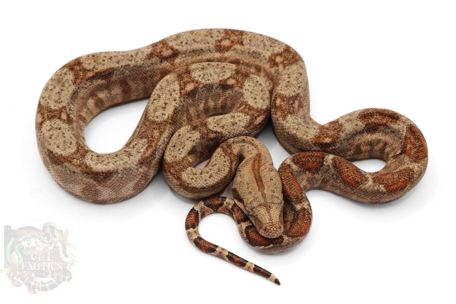 CB22 Pure Hog Island Boas Boa Constrictor by C&T Exotics - MorphMarket