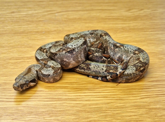 CB2022 Hog Island Boas Boa Constrictor by C&T Exotics