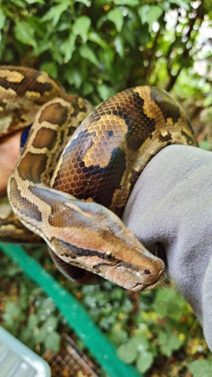 Pair Of Indian Rock Pythons (Python Molurus Molurus) Burmese Python by ...