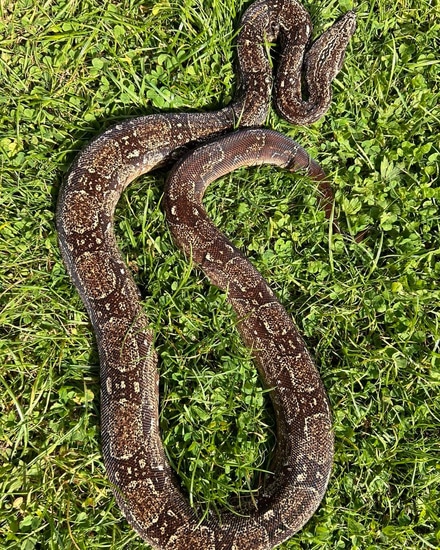 Pair Argentine Boas Argentine Boa Constrictor by C&T Exotics