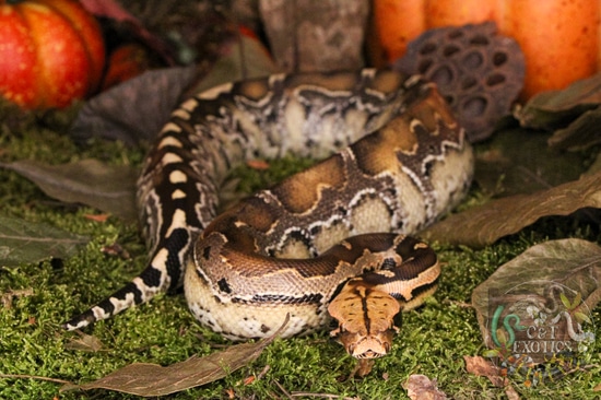 CB2022 Pair Short Tailed Pythons Borneo Short-Tailed Python by C&T Exotics