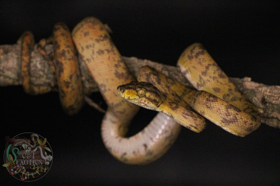 CB2020 Yellow Amazon Tree Boa by C&T Exotics