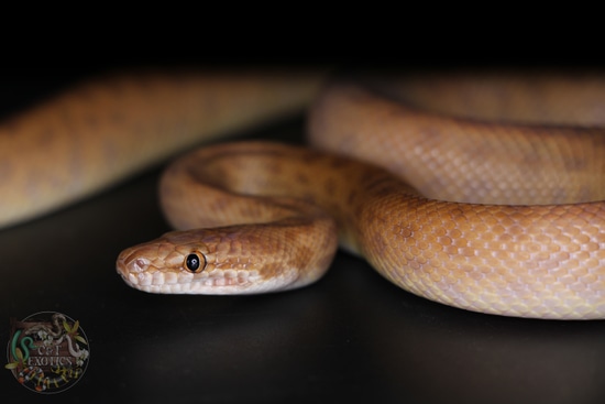 CB2022 T+ Albino And 100% Het Pair Children's Python by C&T Exotics
