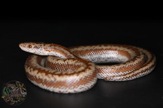 Anza Borego Rosy Boa by C&T Exotics