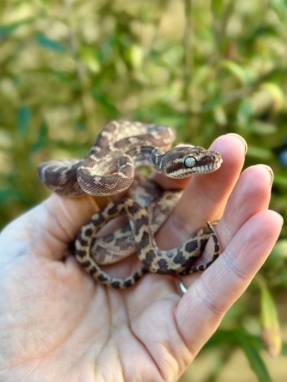 CB2023 Rough-Scaled Python by C&T Exotics