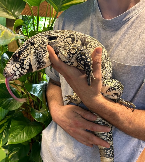 1.1 Blue Tegu Breeding Pair. Argentine Tegus by C&T Exotics