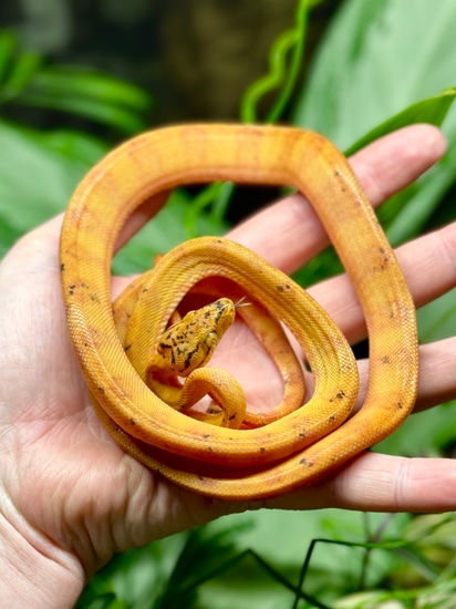 Yellow Amazon Tree Boa by C&T Exotics