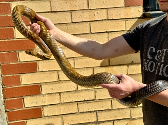 CB2020 Blacktail Cribo Cribo & Indigo Snakes by C&T Exotics