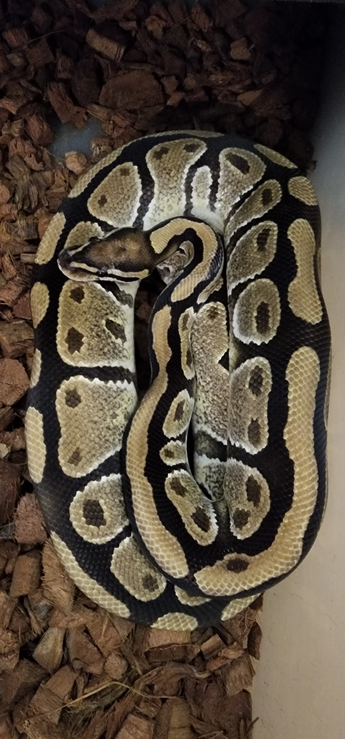 Adult Fire Proven Breeder Ball Python by Candyland Exotics - MorphMarket