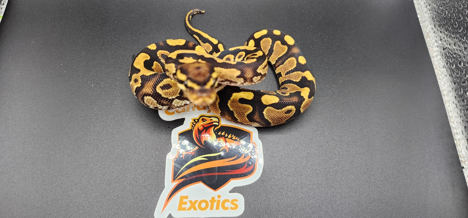 Yellow Belly/ Asphalt/ Fire Ball Python by Candyland Exotics - MorphMarket