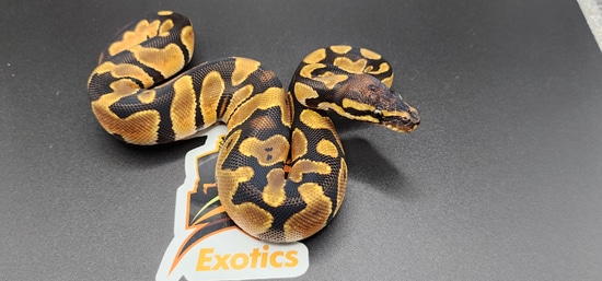 Yellow Belly/ Asphalt/ Fire/ Orange Dream Ball Python by Candyland Exotics