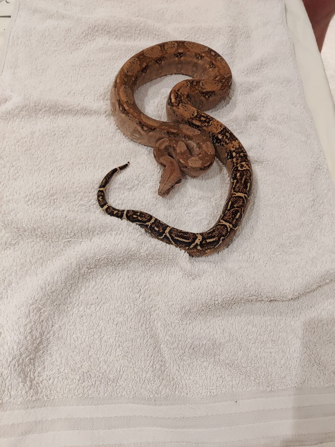 Crawl Cay Dwarf Boa Boa Constrictor by Candymania Reptiles - MorphMarket