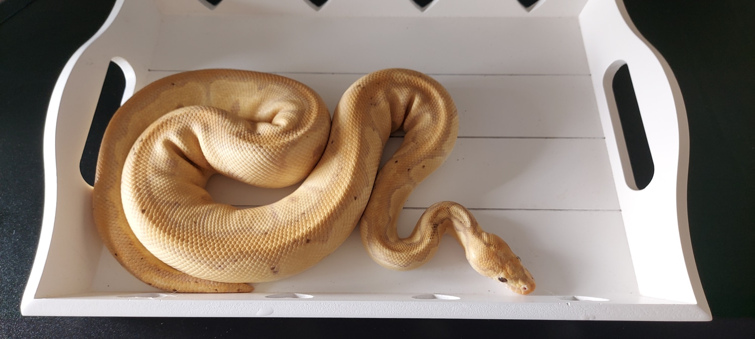 Banana Clown Ball Python By Candymania Reptiles Morphmarket