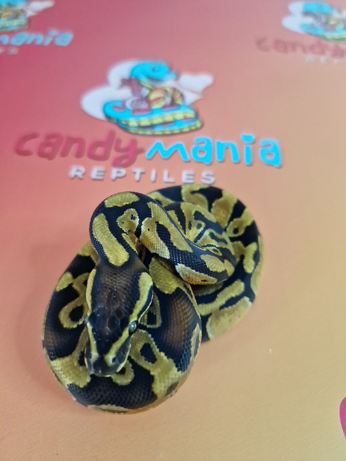 OD YB Enchi Ball Python by Candymania Reptiles - MorphMarket