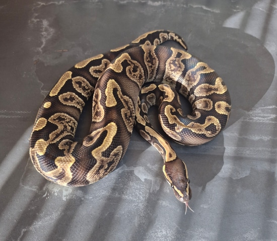 GHI Het Clown Het Hypo Ball Python by Candymania Reptiles