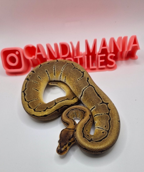 Pinstripe Blade 66% Het Clown 50% Het Dg Ball Python by Candymania Reptiles