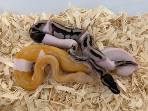 Cinnamon Candy Ball Python by Candy Morphs - MorphMarket