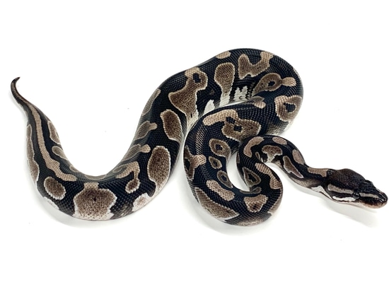 TSK Axanthic Het Pied Ball Python by Candy Morphs