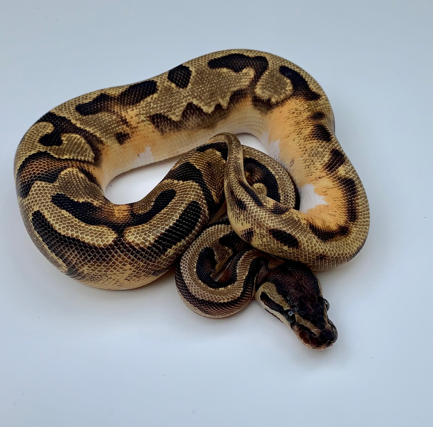 Enchi Pied 50% Het Albino Ball Python by Candy Morphs - MorphMarket