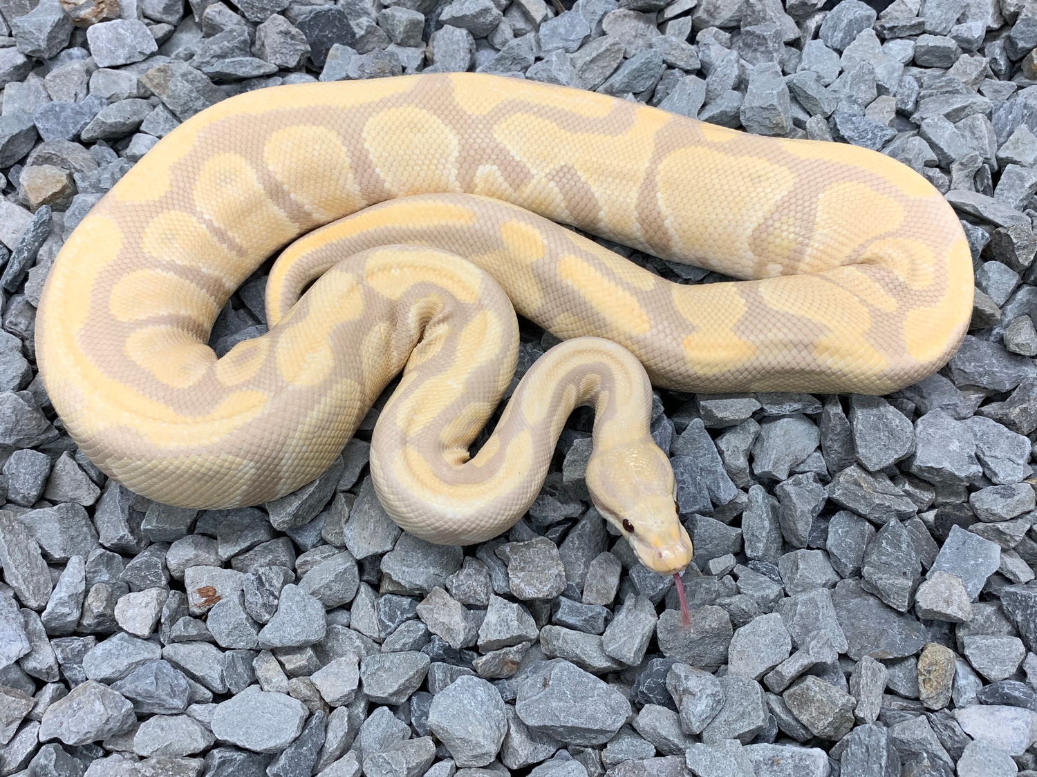 Candino Ball Python by Candy Morphs - MorphMarket