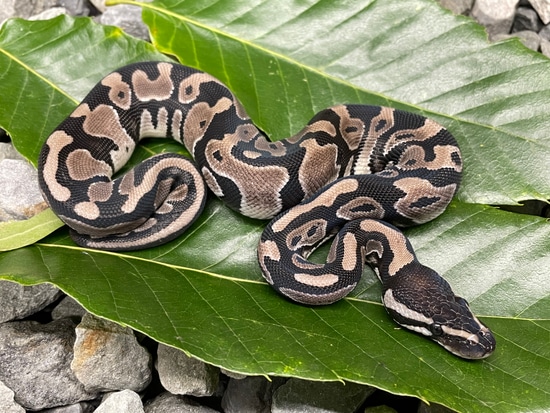 Axanthic Het Pied Possible Leopard Ball Python by Candy Morphs