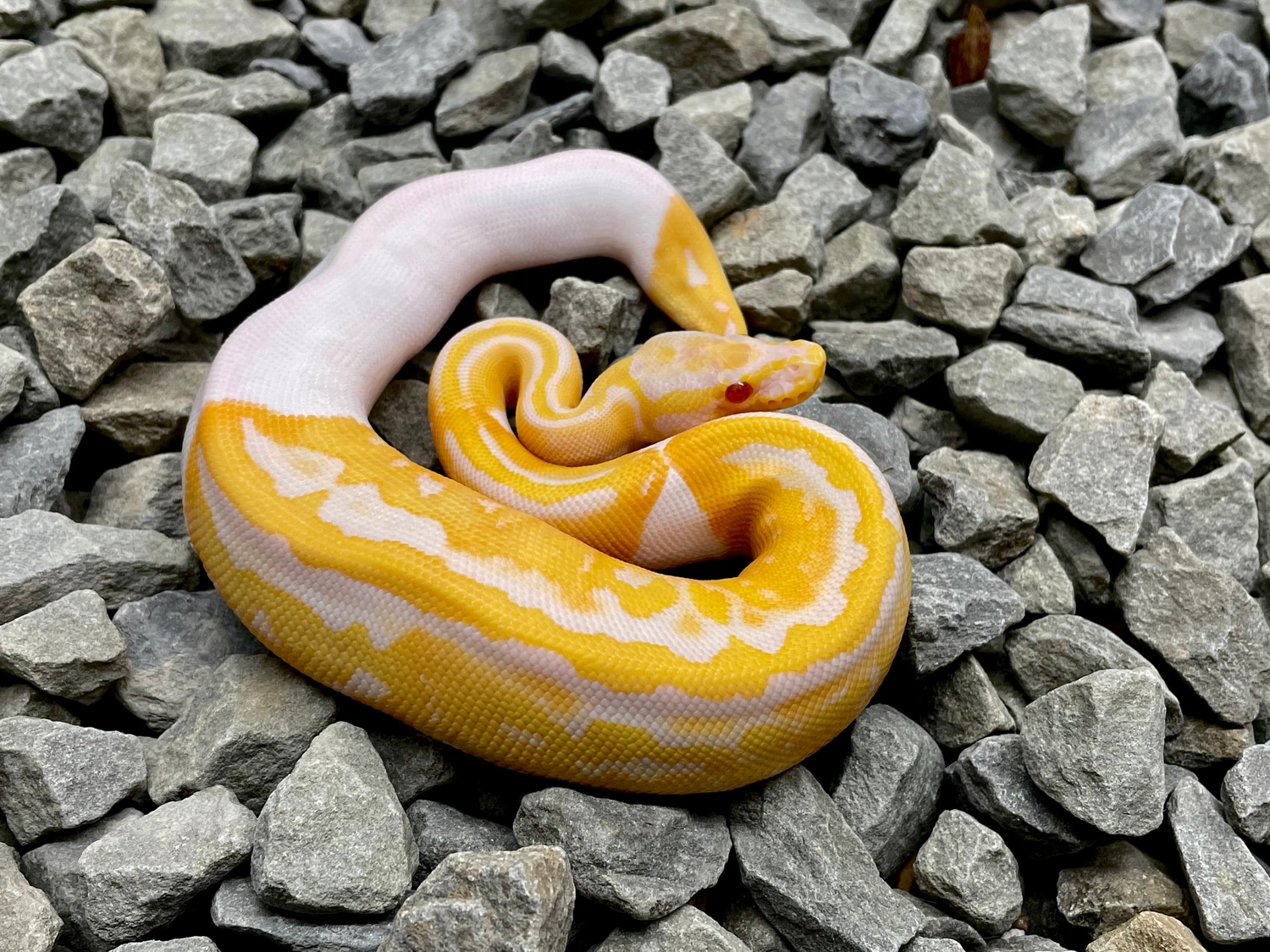 Pastel Candino Pied Ball Python by Candy Morphs - MorphMarket