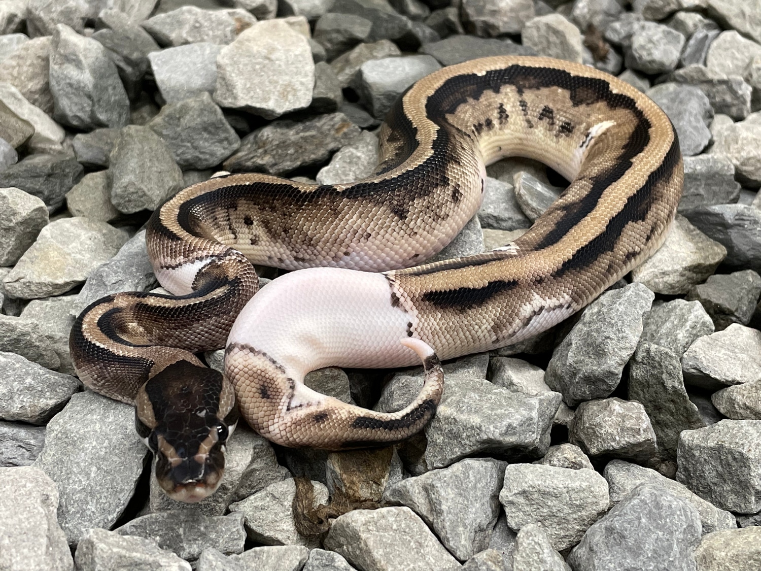 TSK Axanthic Pied Ball Python by Candy Morphs - MorphMarket