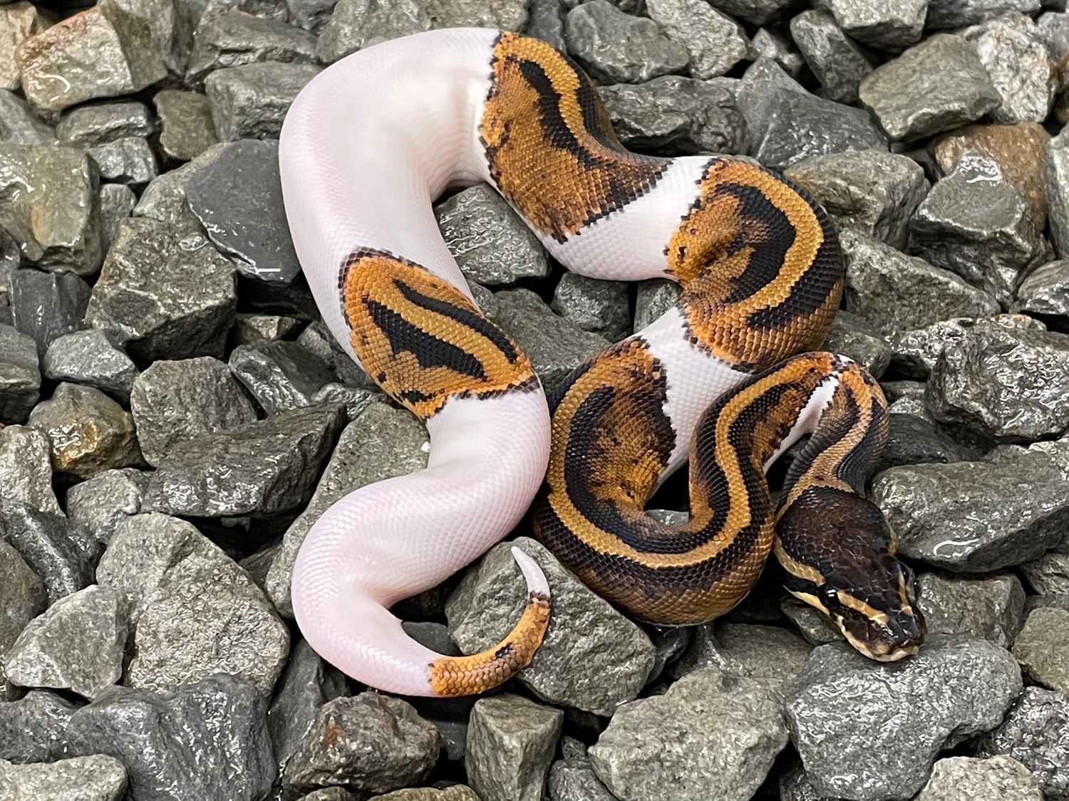 Female Pied Het Candino Ball Python by Candy Morphs - MorphMarket