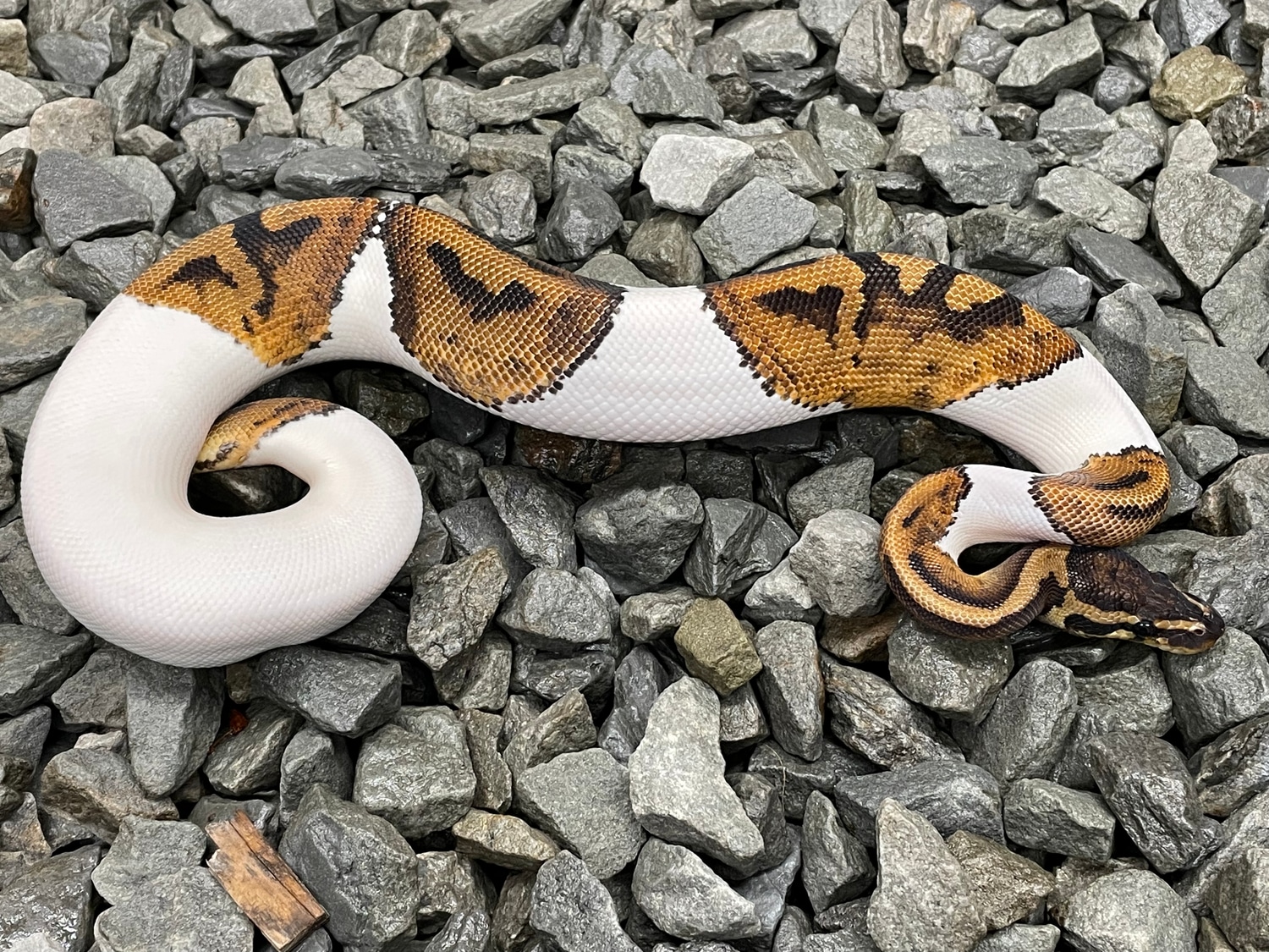 Leopard Pied 100% Het Candy Ball Python by Candy Morphs - MorphMarket
