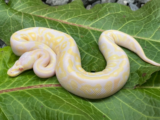 Pastel Candino 100% Het Pied Ball Python by Candy Morphs